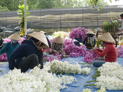 Making billions of dong from agriculture - an easy task?